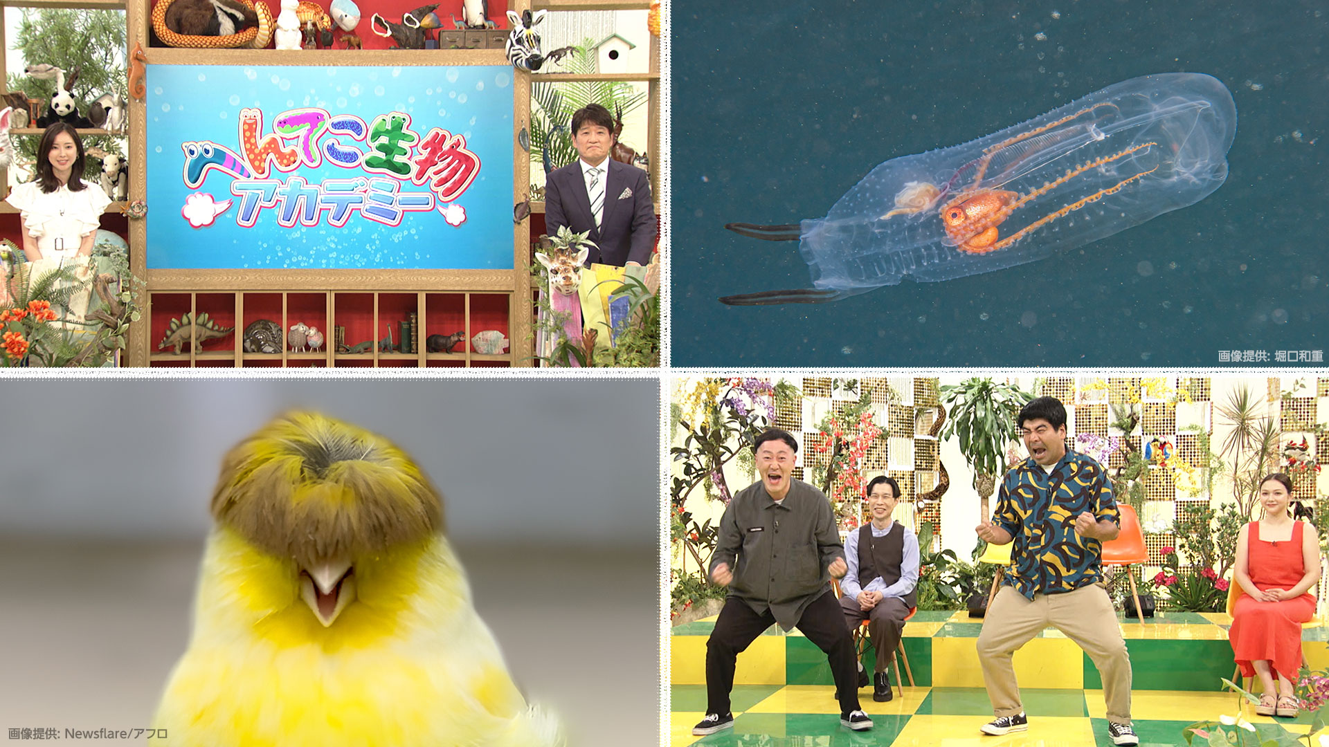 NHK | 日本放送協会